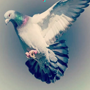 Watch Play Mcscuse Me Live Stream on BIGO LIVE