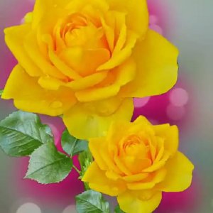 Watch Bho Bho Live Stream on BIGO LIVE