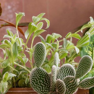 Watch Ali Asmr Live Stream on BIGO LIVE