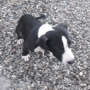 Watch HELLSTAF Live Stream on BIGO LIVE