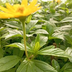 Watch Rakbi Live Stream on BIGO LIVE