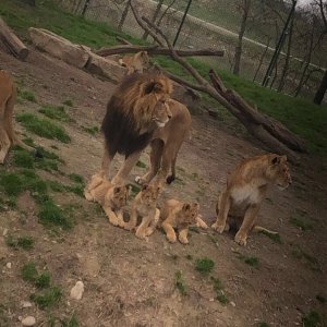 Watch Simba Live Stream on BIGO LIVE