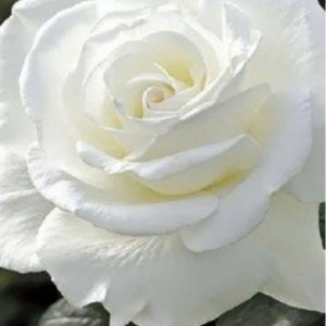 BIGO LIVE Greedy🌽🥕🥩🍗の配信ルームへようこそ