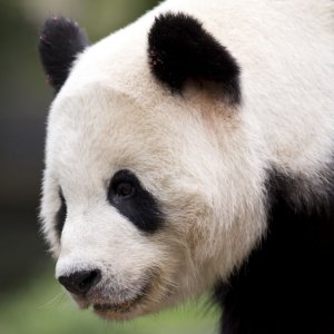 Watch SHOXRUH Live Stream on BIGO LIVE