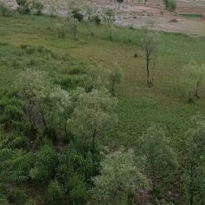 Watch Safa Jan Live Stream on BIGO LIVE