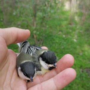 Watch Walid Omer Live Stream on BIGO LIVE