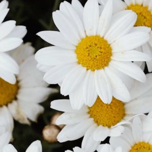 Watch Kyle sage Live Stream on BIGO LIVE