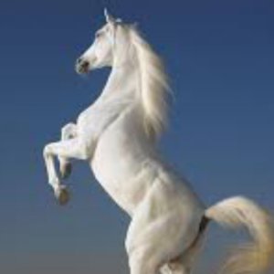 Watch jumpy Jumper Live Stream on BIGO LIVE