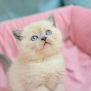 Watch Djdjdbdb Live Stream on BIGO LIVE