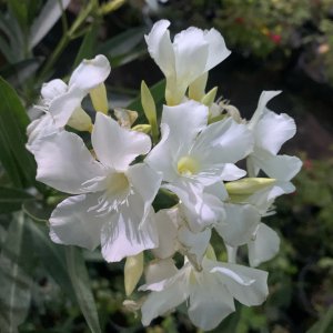 Watch Ahmad jk Live Stream on BIGO LIVE