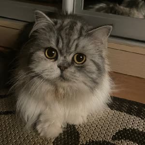 Watch Alice Live Stream on BIGO LIVE