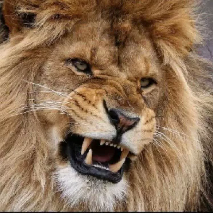 Watch 𝑨𝑺𝑱🎯𝕾𝖔𝖉𝖆 Live Stream on BIGO LIVE