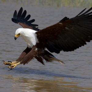 Смотрите 🦅Eagle 🇺🇸USA прямую трансляцию на BIGO LIVE