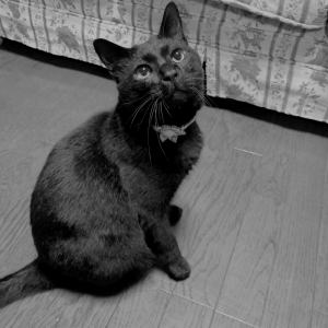 Watch Cherry Live Stream on BIGO LIVE