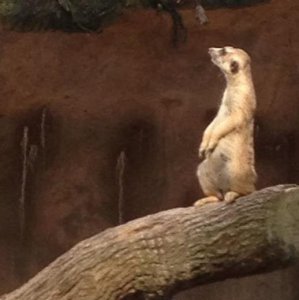 Watch Meerkat Live Stream on BIGO LIVE