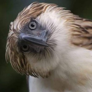 Watch Malik AL mout Live Stream on BIGO LIVE