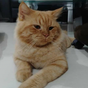 ดู ♞ᶠᶜᶰNda`King ไลฟ์สตรีมสดบน BIGO LIVE