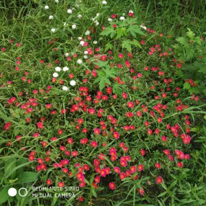 欢迎来到Nondini的直播间