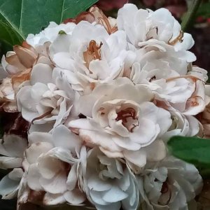 Watch S M SAGOR Live Stream on BIGO LIVE