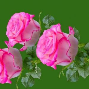 Watch H RUBEL Live Stream on BIGO LIVE