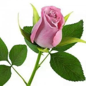 Watch Md JUBORAJ Live Stream on BIGO LIVE