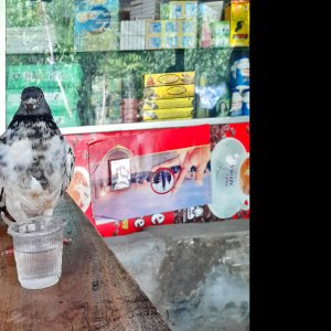 Watch Md Uzzol Live Stream on BIGO LIVE