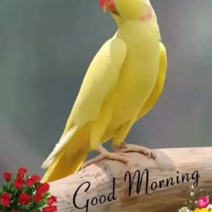 Watch Vip Rok Jon Live Stream on BIGO LIVE