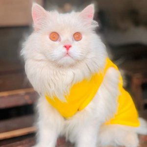 Watch Kashi Jutt Live Stream on BIGO LIVE