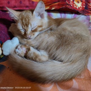 Смотрите SH SHuVO прямую трансляцию на BIGO LIVE