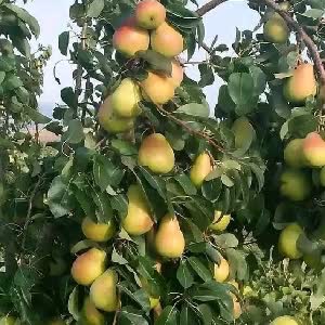 Watch Md.safik🥀💚🌷🥀 Live Stream on BIGO LIVE