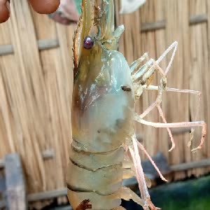 Watch Apu Halder Live Stream on BIGO LIVE