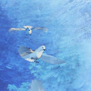 Watch jan pakhi Live Stream on BIGO LIVE