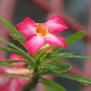 Watch turu dek Live Stream on BIGO LIVE