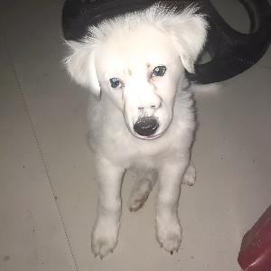 Watch ꧁ⓙᵉʷᵉˡMr.Betlog Live Stream on BIGO LIVE