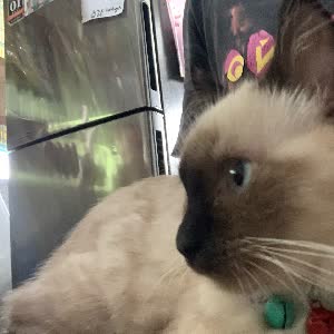 Watch unique Live Stream on BIGO LIVE