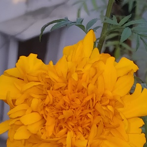 Watch ☆ﾟ⁠.RoNi ⁠(⁠o⁠_⁠ Live Stream on BIGO LIVE