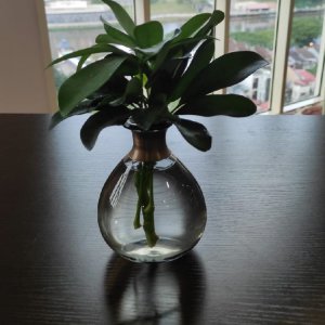 Watch bamh Pepito Live Stream on BIGO LIVE