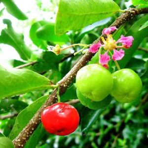 Watch Cherry Live Stream on BIGO LIVE