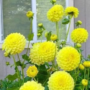 Watch Sohel rahman Live Stream on BIGO LIVE