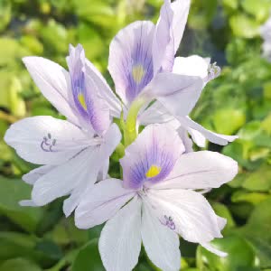 Watch Md Rony Khan Live Stream on BIGO LIVE