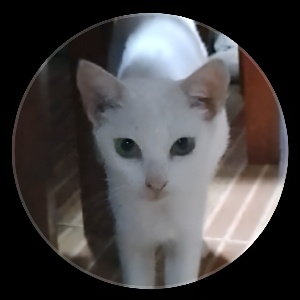 Watch LETUZAWA Live Stream on BIGO LIVE