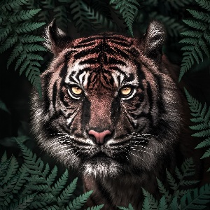 Watch Tiger Live Stream on BIGO LIVE