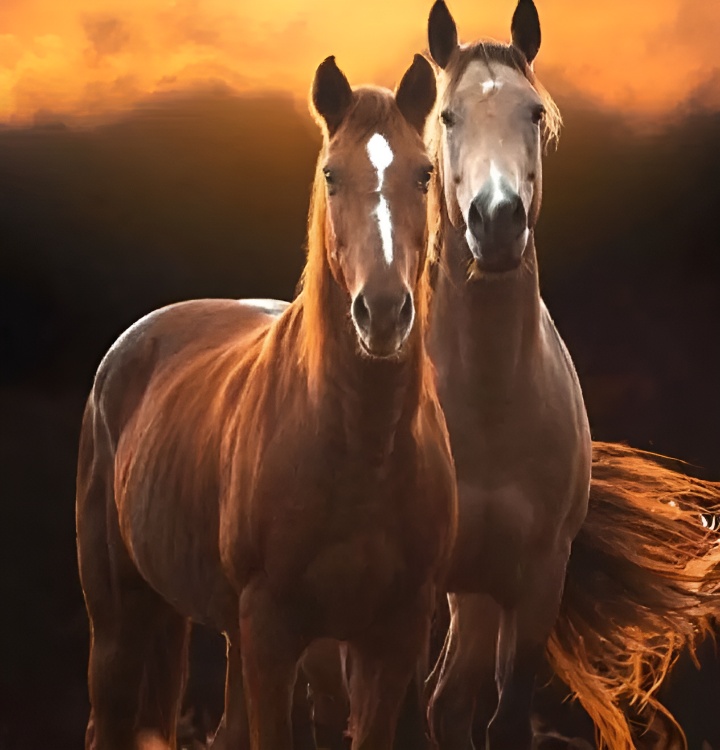 said rajawi(BIGO ID: 1005508782) | BIGO LIVE