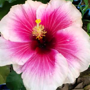 Watch Masungit Ako Live Stream on BIGO LIVE