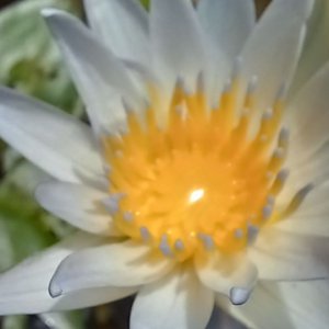 Watch Goodbye Live Stream on BIGO LIVE