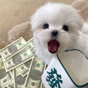 Watch 888 Live Stream on BIGO LIVE