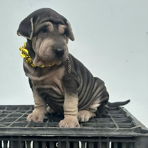 Watch ⏤͟͟͞͞‬ BBi🍌 Live Stream on BIGO LIVE