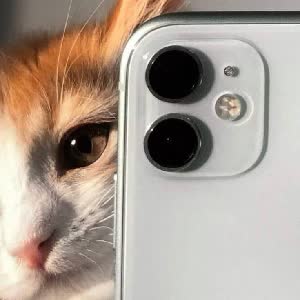 Watch Meow Live Stream on BIGO LIVE