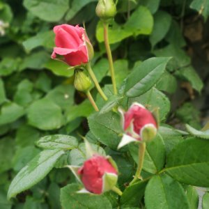 ดู Tirth Patel ไลฟ์สตรีมสดบน BIGO LIVE