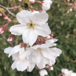 Watch Sakura Live Stream on BIGO LIVE